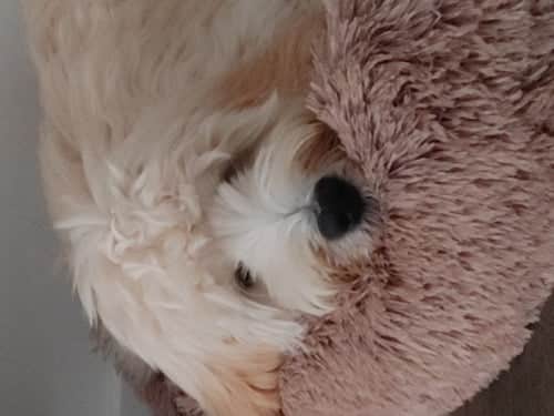 Snoozle Hondenmand, dat ligt lekker! 6x de Beste van 2024